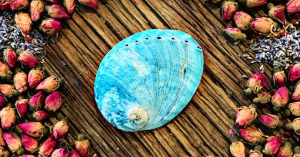 Mini Abalone Shells Wholesale Australia